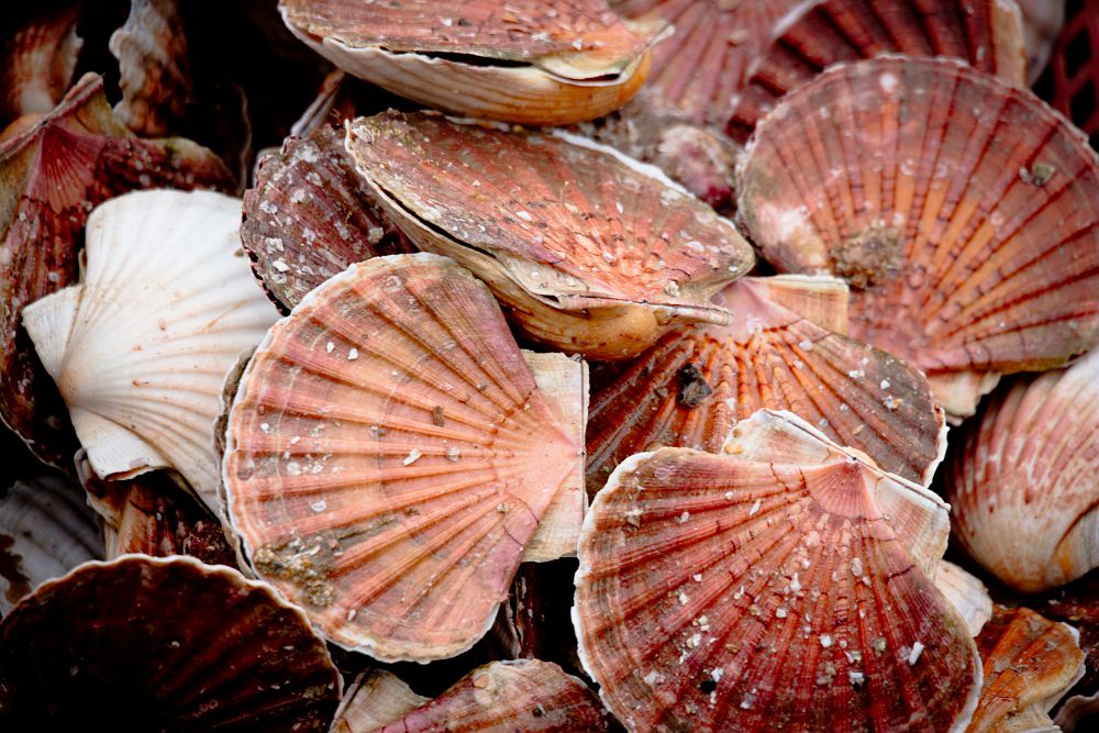 Où déguster des fruits de mer et des coquillages? - Blog